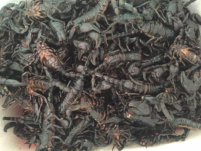 Công thức ngâm rượu bọ cạp chuẩn nhất | ngam ruou dong vat | cach ngam ...